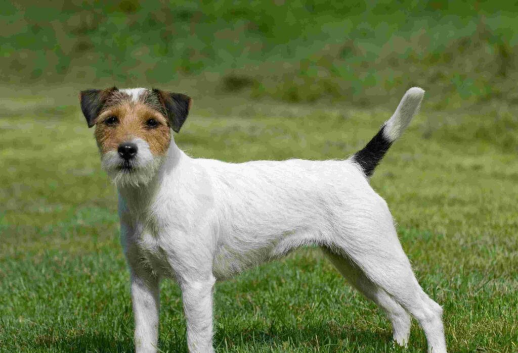 11 Dog Breeds With Button Ears! - We Love Doodles