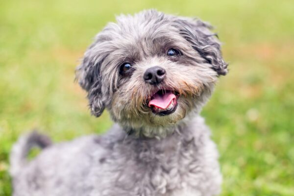 Common Shih Poo Health Problems - Everything You Need to Know! - We ...