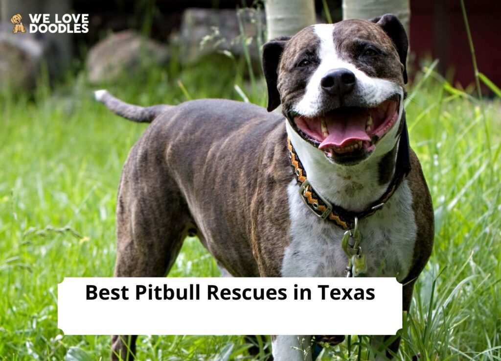 Best Pitbull Rescues in Texas! (2024) - We Love Doodles