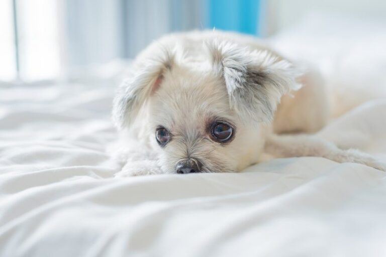 13 Best Types of Pomapoo Haircuts! - We Love Doodles