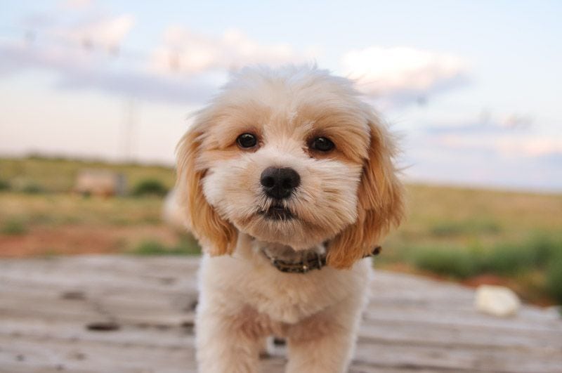 7 Best Types Of Chipoo Haircuts With Pictures We Love Doodles