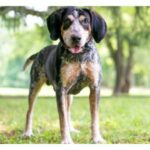 Pros and Cons of a Bluetick Hound Lab Mix! - We Love Doodles
