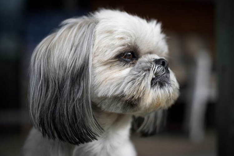 13 Best Shih Tzu Haircuts! (With Pictures) - We Love Doodles