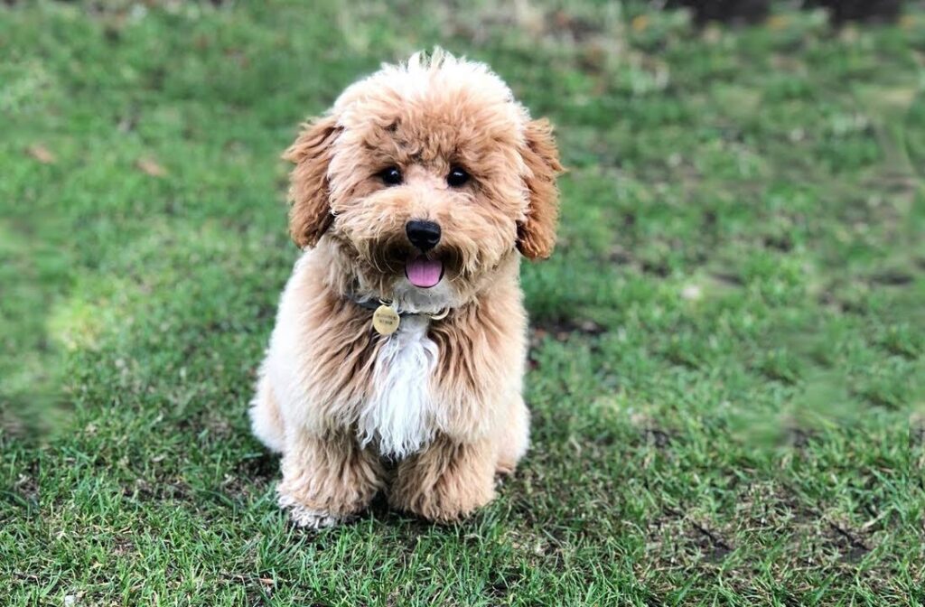 Best Types of Poochon Haircuts – With Pictures! - We Love Doodles