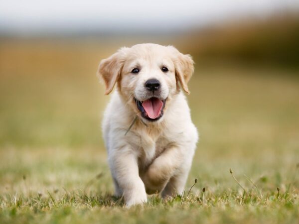53 Best Candy Names for Dogs! - We Love Doodles