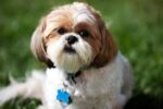 Common Shih Poo Health Problems - Everything You Need to Know! - We ...