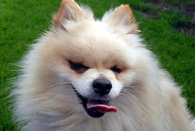 8 Best Pomapoo Rescues in the USA! - We Love Doodles