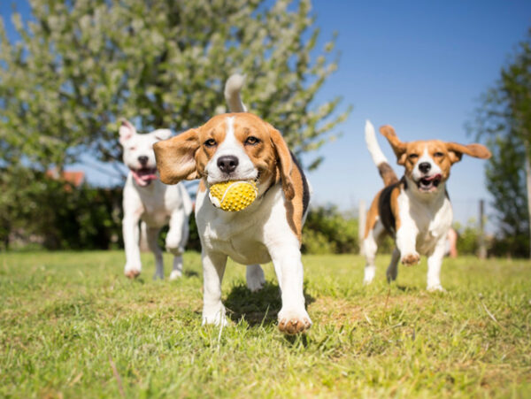 53 Best Candy Names for Dogs! - We Love Doodles