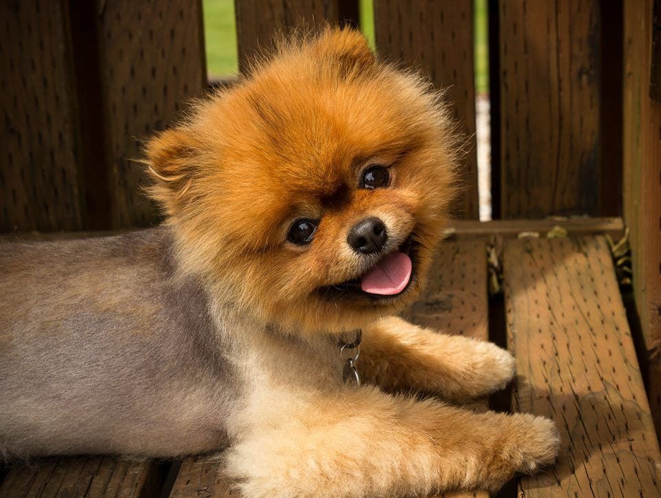 13 Best Types of Pomapoo Haircuts!