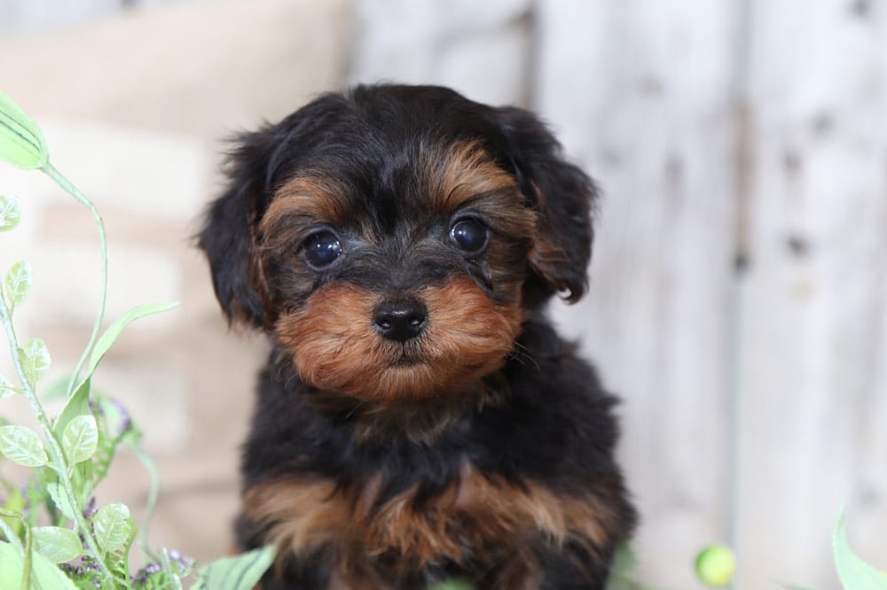 Common Yorkie Poo Sizes (Toy, Teacup, Mini, Standard)!