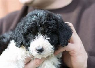 Bordoodle Sizes: Mini, Medium, & Standard! (2024) - We Love Doodles