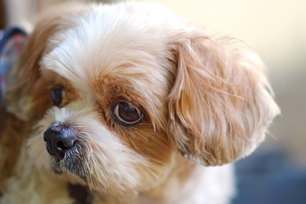 Common Shih Poo Health Problems - Everything You Need to Know! - We ...