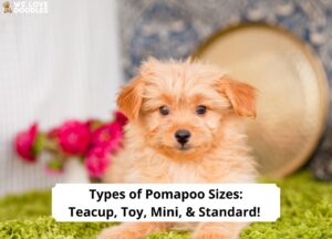 Types of Pomapoo Sizes: Teacup, Toy, Mini, & Standard! - We Love Doodles