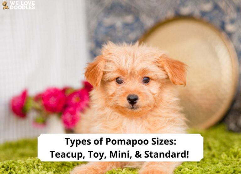Types of Pomapoo Sizes: Teacup, Toy, Mini, & Standard! (2024) - We Love Doodles