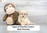 Types of Poochon Colors - With Pictures! - We Love Doodles