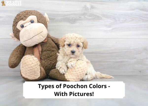 Types of Poochon Colors – With Pictures!