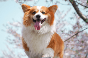 8 Best Corgi Haircut Styles - With Pictures! - We Love Doodles