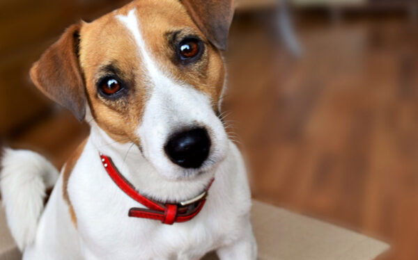 11 Dog Breeds With Button Ears! - We Love Doodles