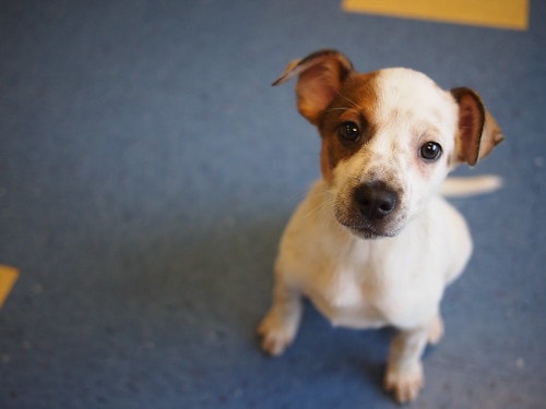 Is Lemon Balm Safe for Dogs? - We Love Doodles