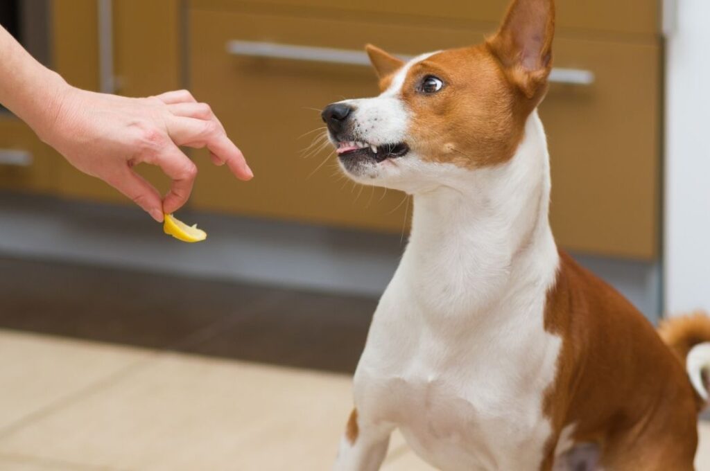 Is Lemon Balm Safe for Dogs? - We Love Doodles