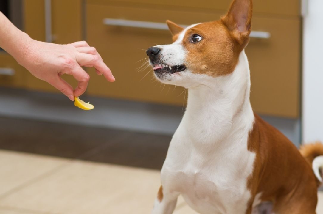 Is Lemon Balm Safe for Dogs? - We Love Doodles