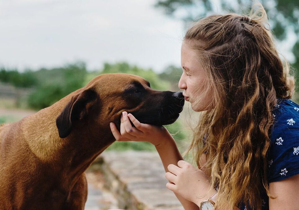 Dog Spay Incision Broke Open: What You Should Do? (2024) - We Love Doodles