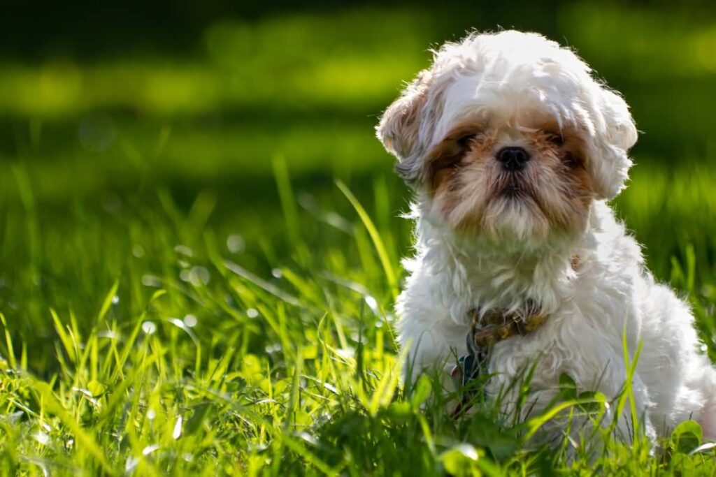 Most Common Shih Poo Colors: Black, White, Brown, Golden! (2024) - We ...