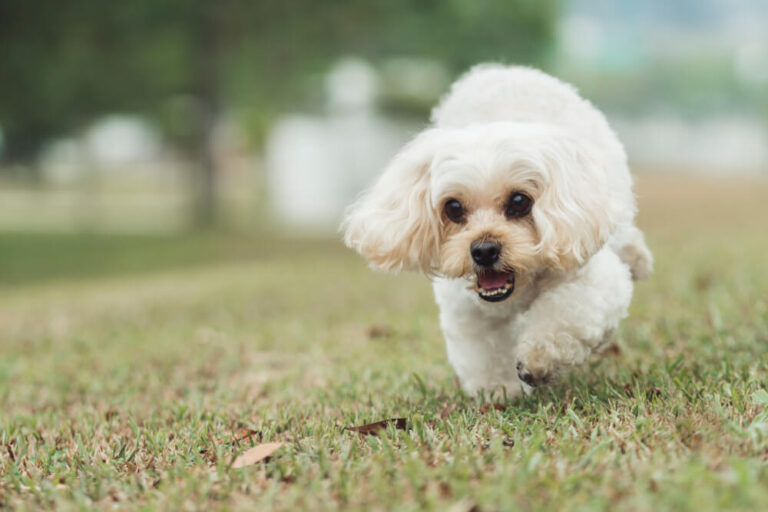 Common Shih Poo Health Problems - Everything You Need to Know! - We ...