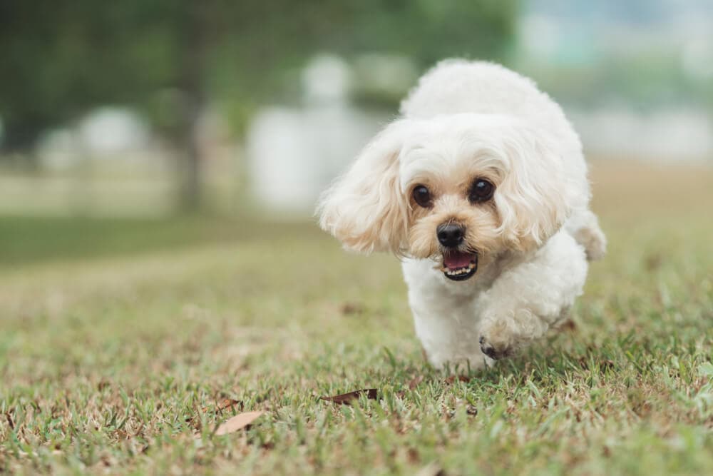 Common Shih Poo Health Problems – Everything You Need to Know!