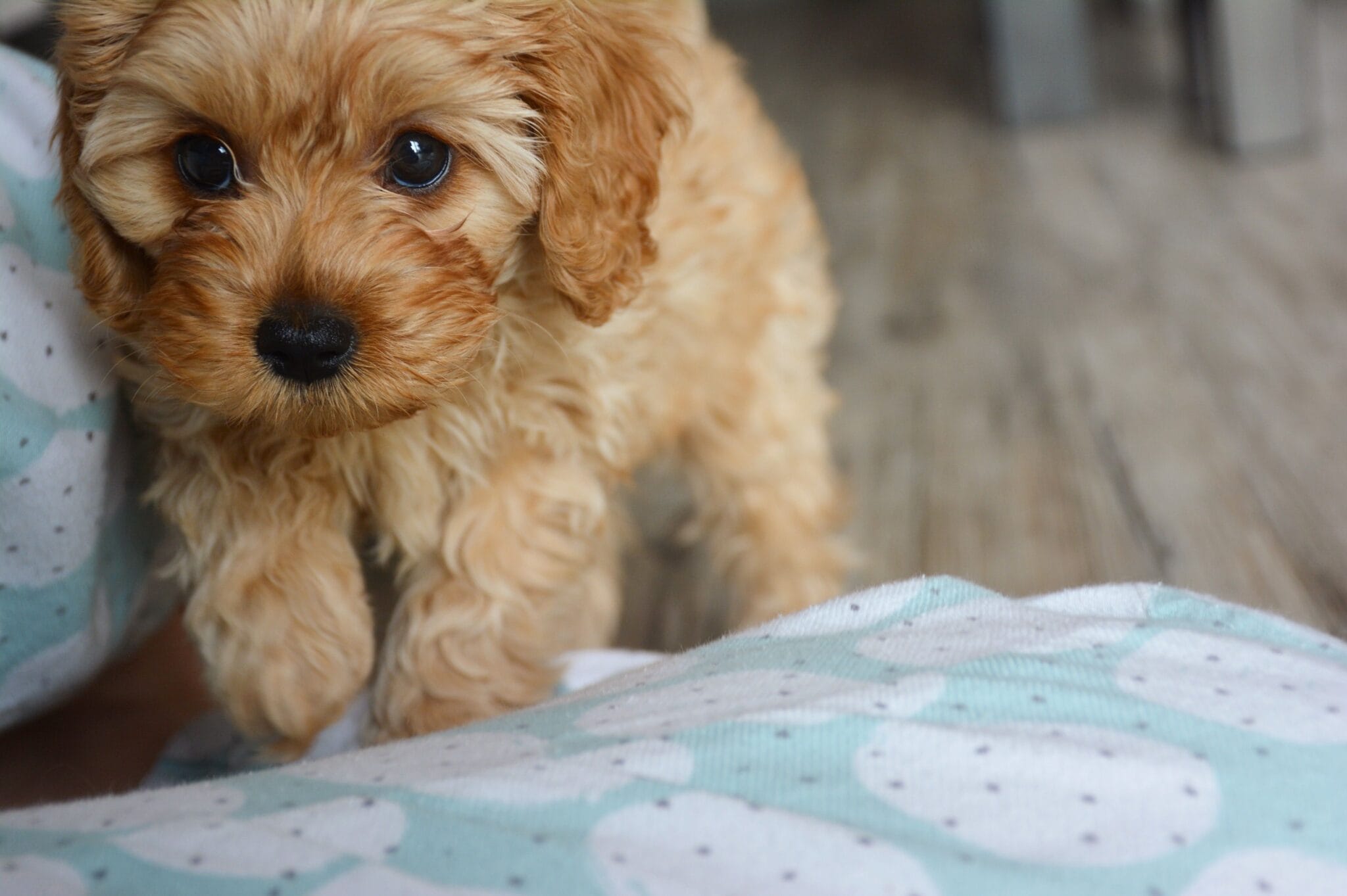 Maltipoo Tails: What You Need to Know! - We Love Doodles