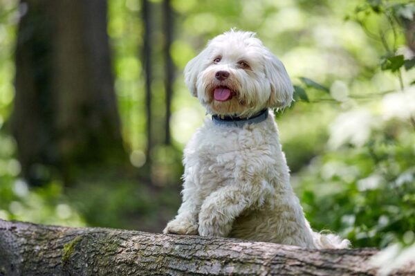 When Is a Havapoo Full Grown? - We Love Doodles