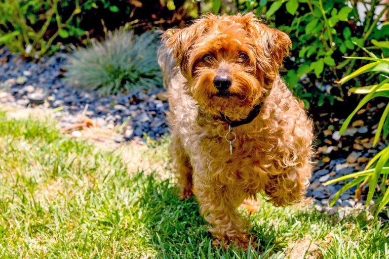 Common Yorkie Poo Sizes (Toy, Teacup, Mini, Standard)! - We Love Doodles