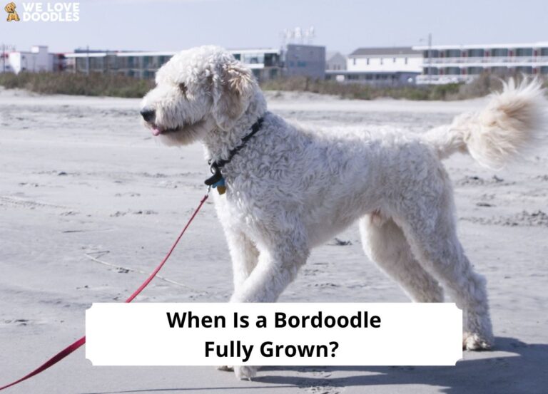 When Is a Bordoodle Fully Grown? + Growth Chart! - We Love Doodles