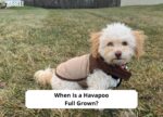 When Is a Havapoo Full Grown? - We Love Doodles
