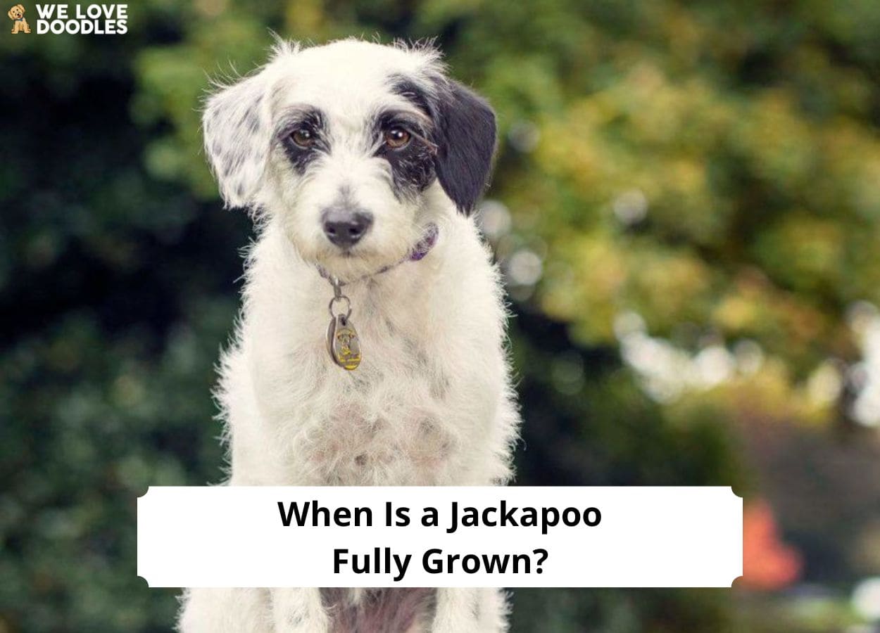 When Is a Jackapoo Fully Grown? + Growth Chart! (2024) - We Love Doodles