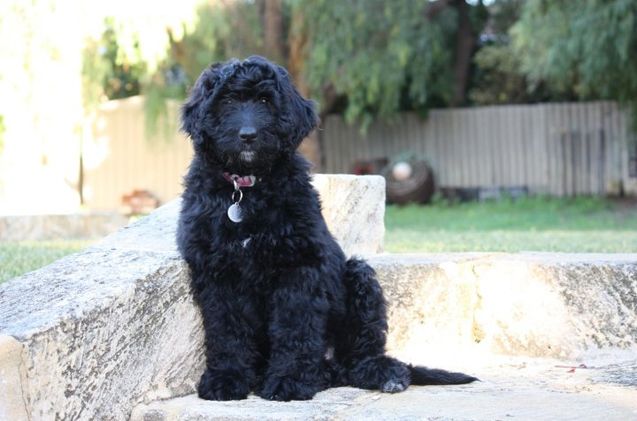 When Is a Pyredoodle Fully Grown? + Growth Chart! (2024) - We Love Doodles