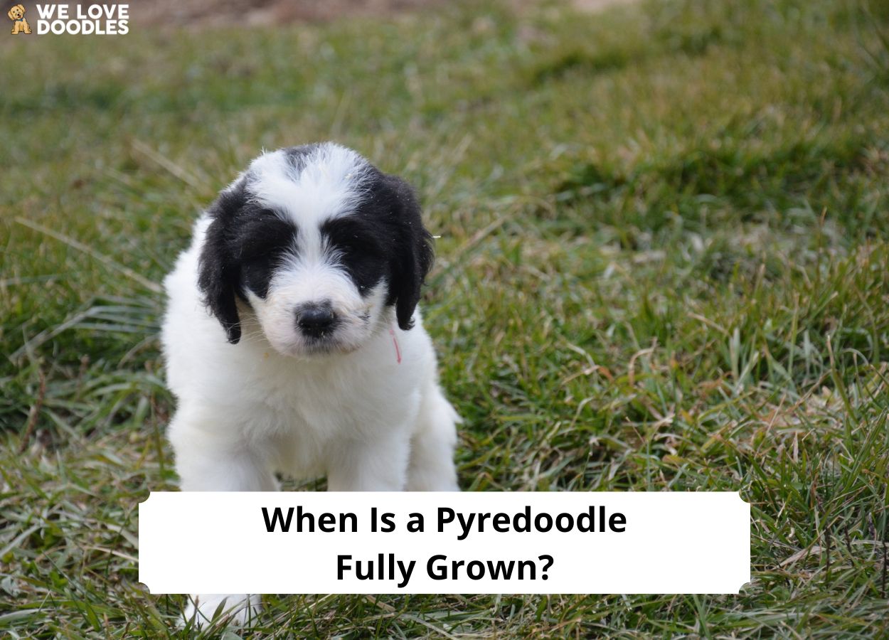 When Is a Pyredoodle Fully Grown? + Growth Chart! (2024) - We Love Doodles