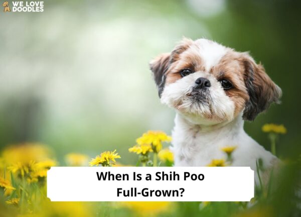 When Is a Shih Poo Full-Grown? (In Both Weight and Length)