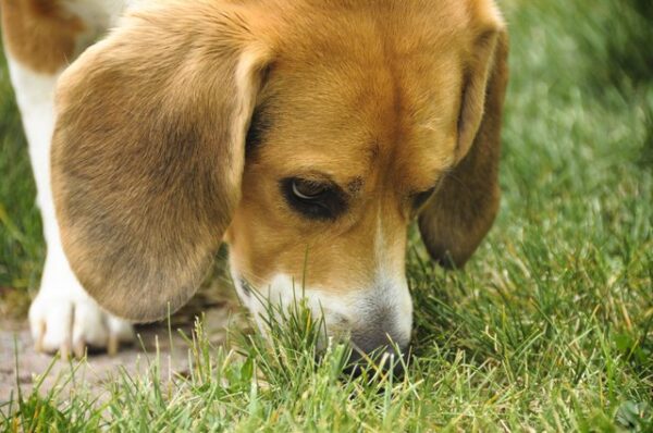 Why Does My Dog's Pee Smell Like Skunk? How to Treat It! - We Love Doodles