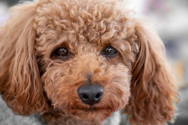 14 Best Mini Poodle Haircut Styles! (2023) - We Love Doodles