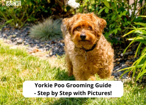 Yorkie Poo Grooming Guide - Step by Step With Pictures! - We Love Doodles