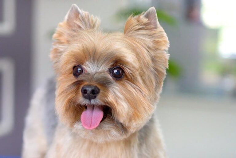 18 Best Yorkshire Terrier Haircuts – With Pictures!