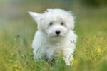 The 5 Best Coton de Tulear Breeders in Ontario! (2024) - We Love Doodles