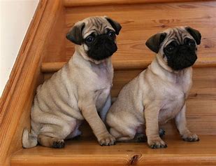 The 5 Best Pug Breeders in Ontario! - We Love Doodles