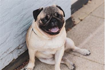 The 5 Best Pug Breeders in Ontario! - We Love Doodles