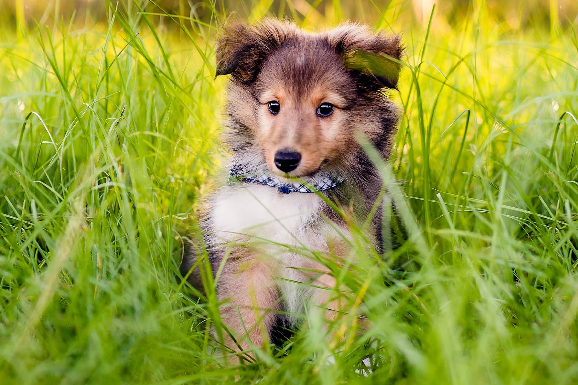 Where to Find Sheltie Puppies Under $500? (2023) - We Love Doodles
