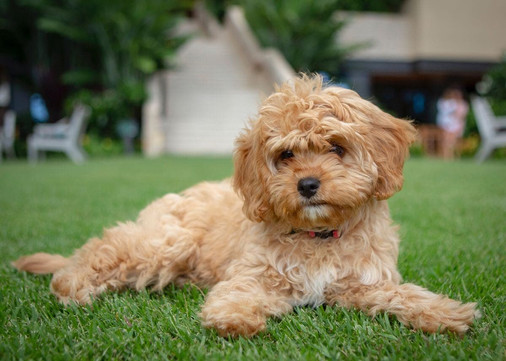 5 Best Cavoodle Breeders in Australia!