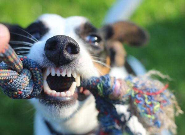 Caged Dog Syndrome: What to Do and How to Manage It! - We Love Doodles