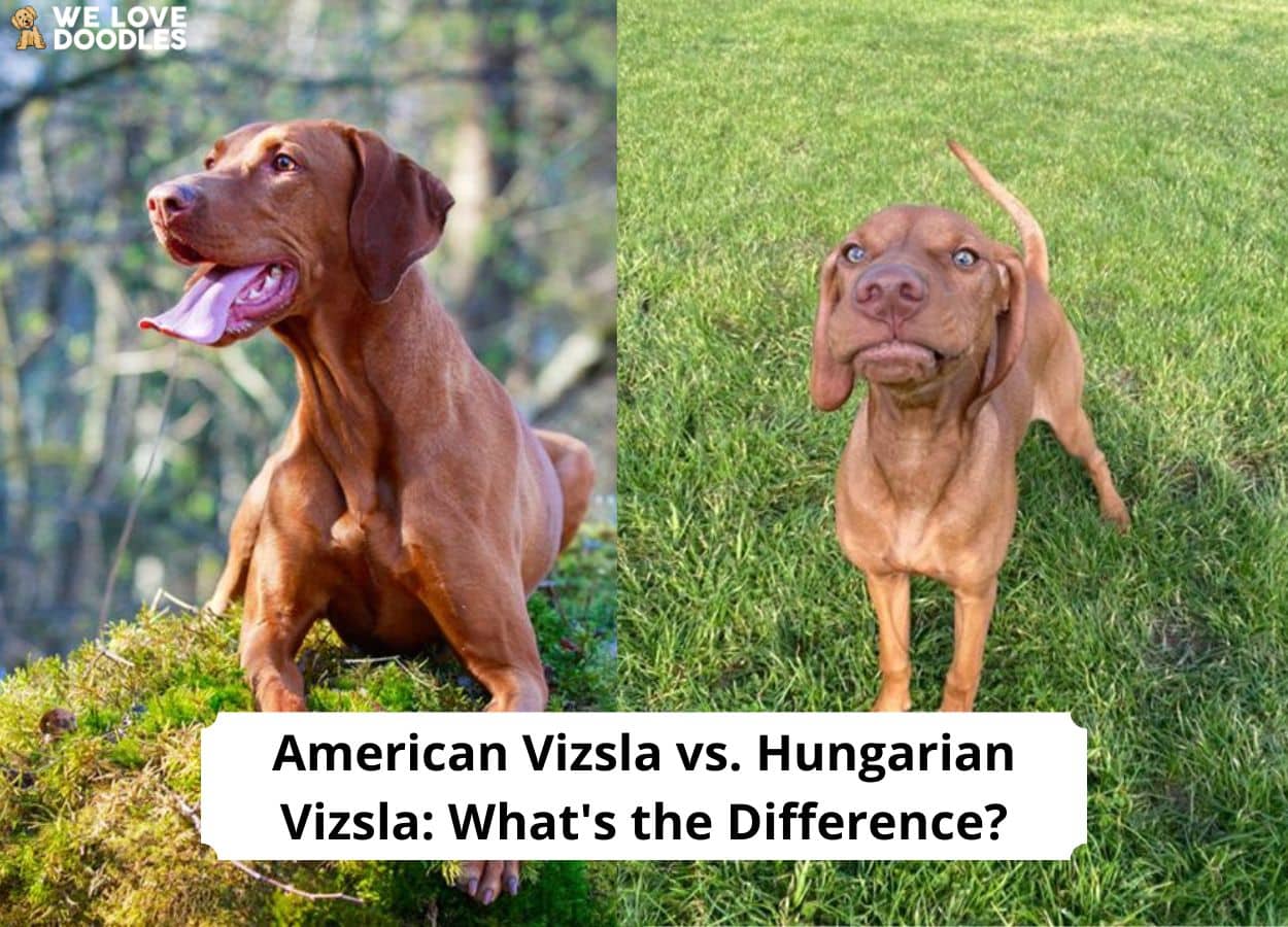 American Vizsla vs Hungarian Vizsla: What's the Difference? - We Love ...