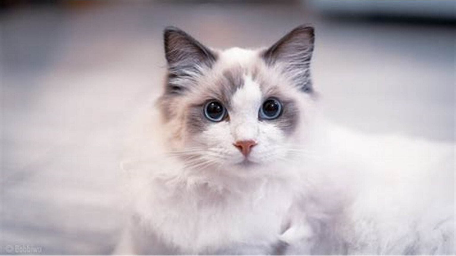 The 6 Best Cat Breeders in Toronto!